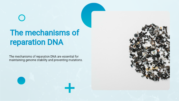 [Презентация] The mechanisms of reparation DNA