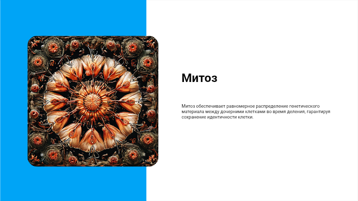 [Презентация] Митоз